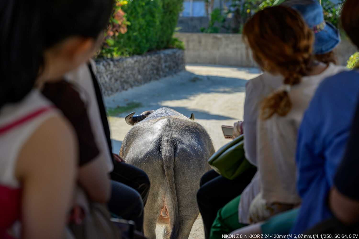 竹富島で牛車に揺られながら安里屋ユンタを聴く – 酔人日月抄外伝